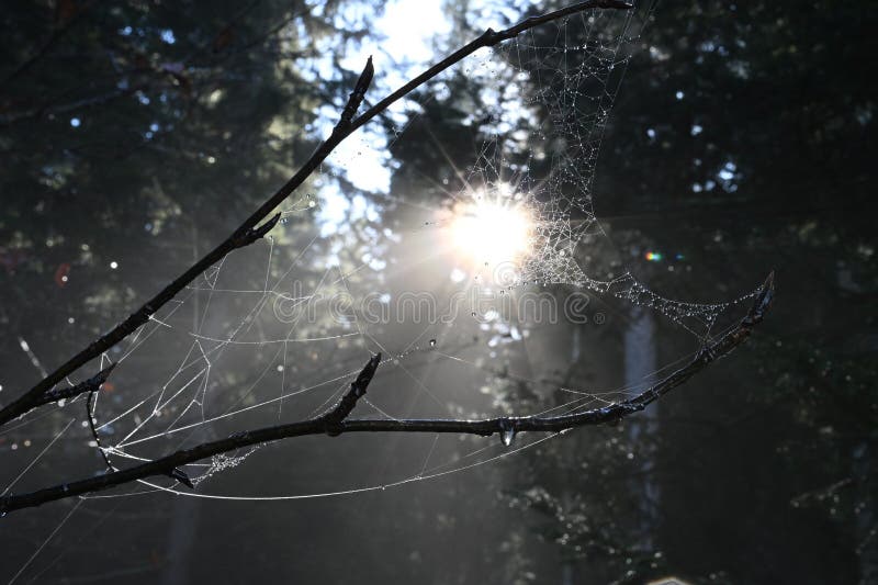 Sunlight through Spider Web in Misty Forest Stock Image - Image of ...