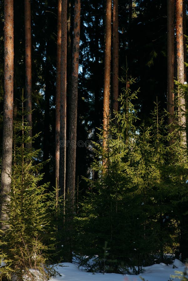 Sunlight in the spring stock image. Image of landscape - 364009285