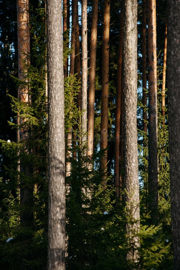 Sunlight in the spring stock image. Image of season - 364009341