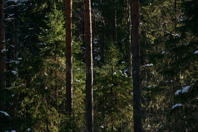 Sunlight in the spring stock image. Image of nature - 364586781