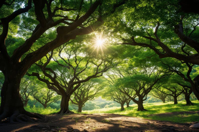 Sunlight Streaming through the Dense Green Canopy of Trees in a Serene ...