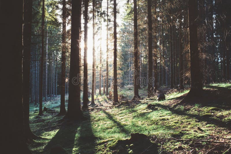 Sunlit Pine Forest with Long Shadows Stock Image - Image of trees ...