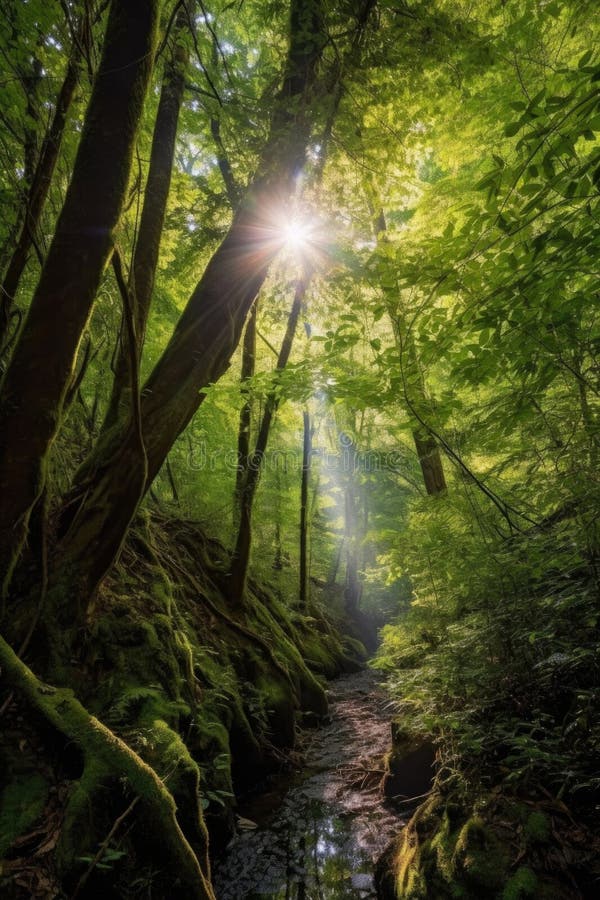 Sunlight Streaming through a Forest Canopy Stock Illustration ...