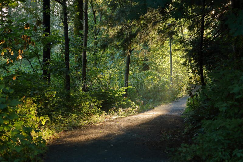 Sunlight Streaming through Forest Path Stock Photo - Image of thick ...