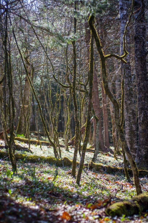 Messy forest stock image. Image of ecosystem, trunk, messy - 43199445