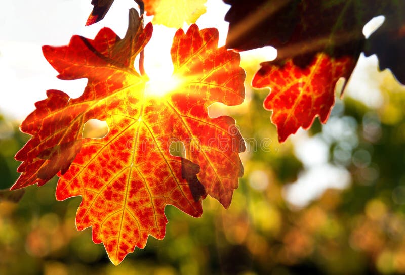 Sunlight Streaming through a Red Grape Leaf Stock Photo - Image of ...