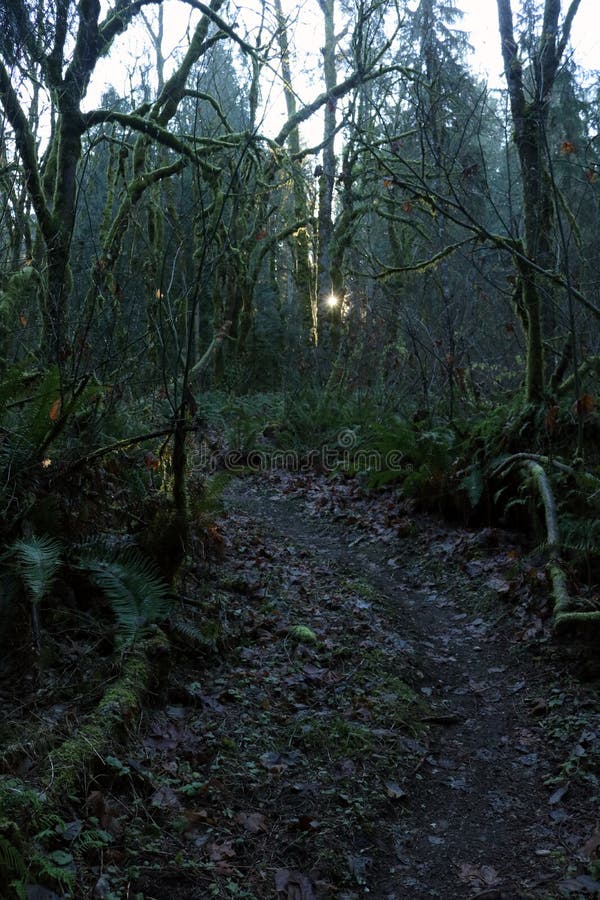 Spooky forest pathway stock image. Image of spooky, each - 115336373