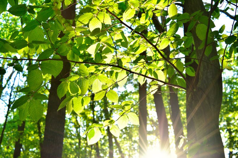 Sunlight Streaming through Vibrant Green Leaves in a Dense Forest Stock ...