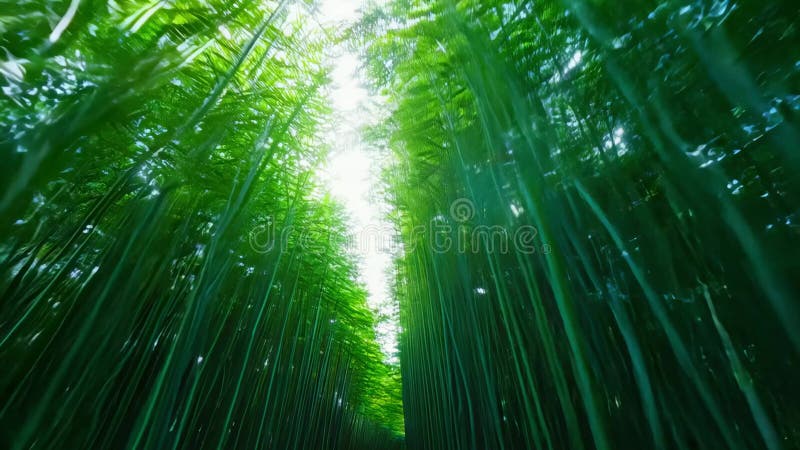 Sunlight Streams through a Dense Bamboo Forest, Creating a Vibrant ...