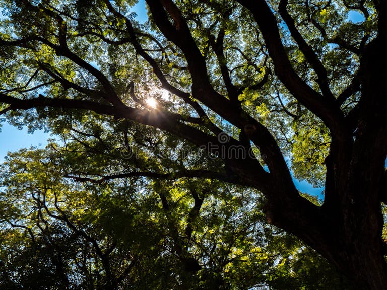 Sunlight Filtering through Lush Green Tree Canopy Stock Image - Image ...