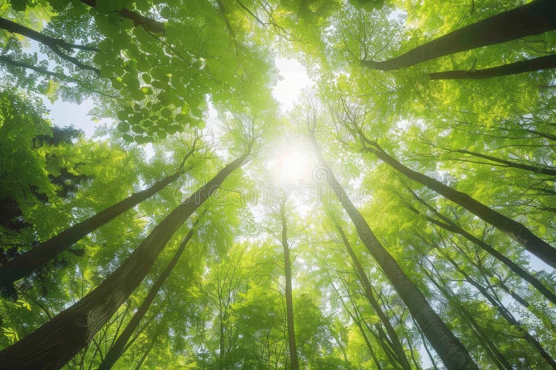 Sunlight Streams through the Dense Canopy of Trees in a Summer Forest ...