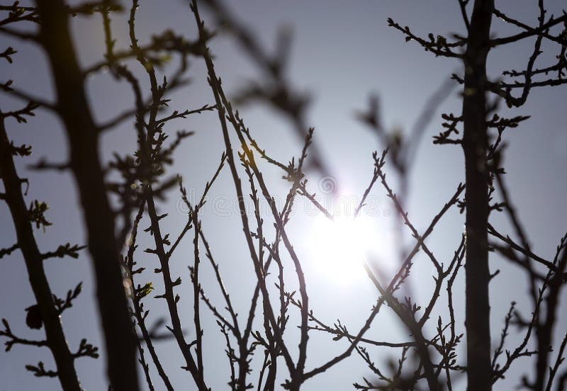 Sunlight at Sunset through the Branches of Trees, the Texture of the ...