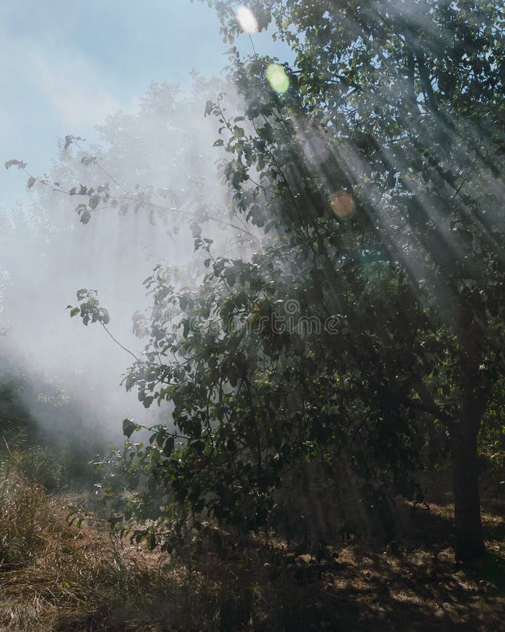 Sunlight and Sunshine, Trees, Sunny Day, Sun Rays through Trees , Green ...