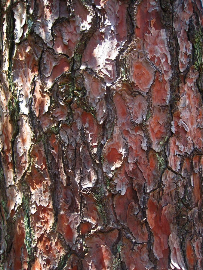 Sunlight on Textured Bark on a Pine Tree Stock Image - Image of trunk ...