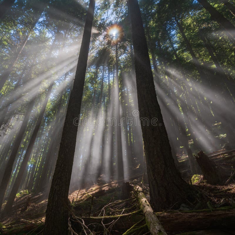 Sunlight thru the fog stock photo. Image of pacific - 256281130