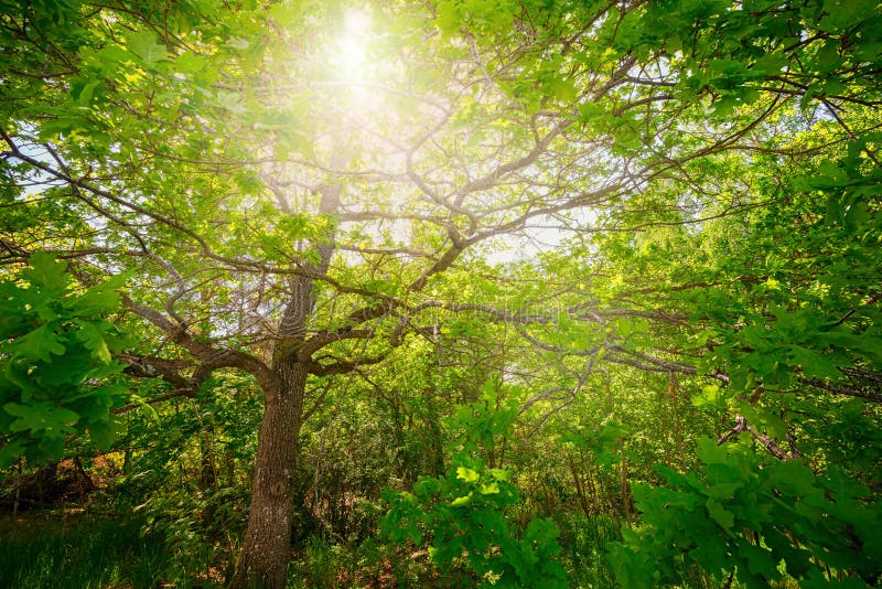 Sunlight in Trees of Summer Forest Stock Photo - Image of forest ...