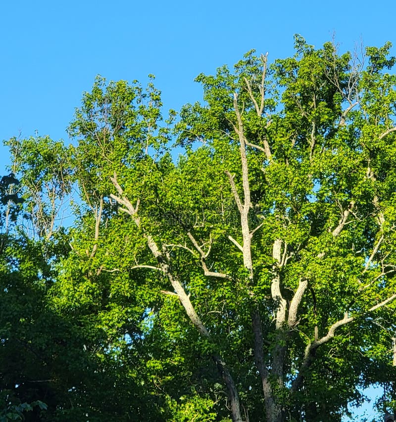 Sunlight on tree stock image. Image of tree, plant, green - 250107057
