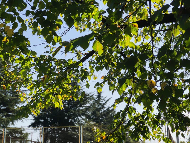 Sunlight through Tree Branches. Autumn Sun Rays Make Their Way through ...