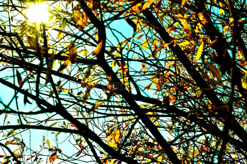 Sunlight through Tree Branches Stock Image - Image of autumn, leaves ...