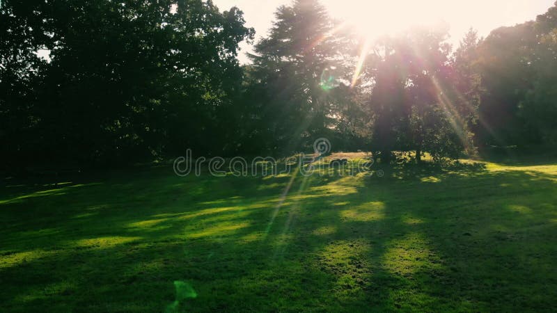 Sunlight in Tree Branches at Sunset with Dappled Light Stock Video ...