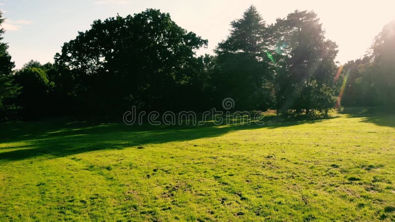 Sunlight in Tree Branches at Sunset with Dappled Light Stock Footage ...