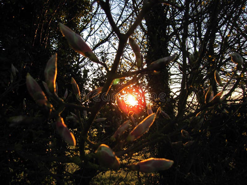 Early Woodland Warmth stock image. Image of early, forest - 153633979