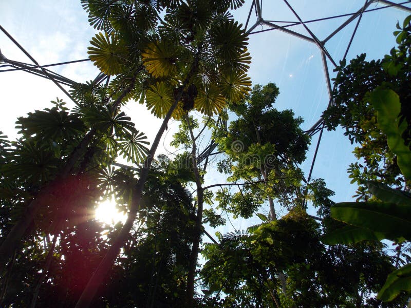 Tree canopy and sunlight stock photo. Image of green - 260954994