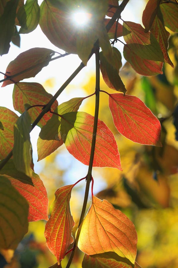 Sunlight through tree stock photo. Image of twig, golden - 59919482