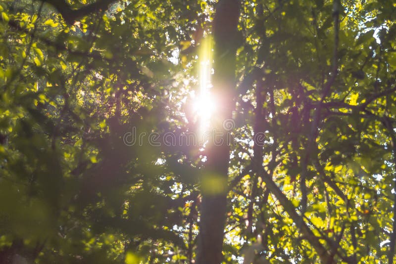 Sunlight through Tree Leaves. Stock Photo - Image of leaves, life ...