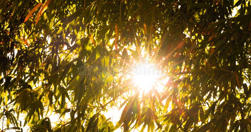 Sunlight through Tree Leaves, Summer Stock Image - Image of summer ...