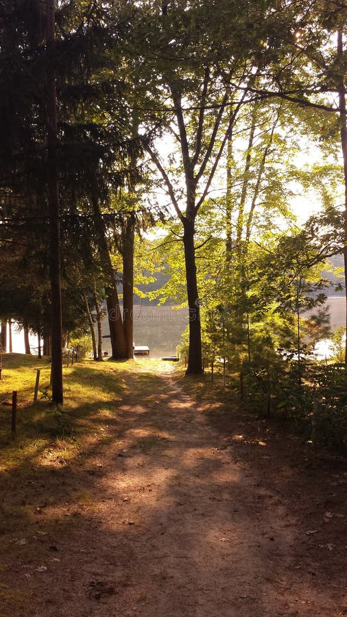 Sunlight through the Tree Leaves Stock Photo - Image of sunlight, path ...