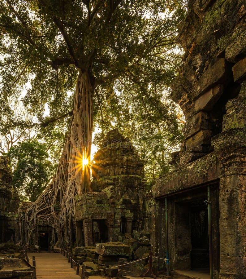 Sunlight through Tree Roots at Ta Prohm, Cambodia. Stock Image - Image ...