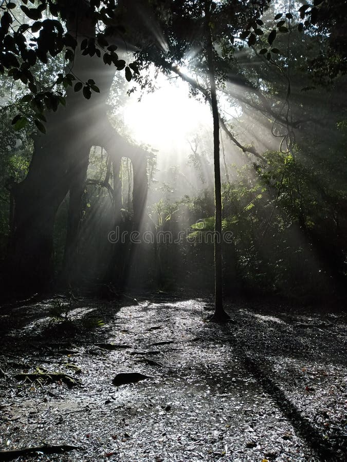 Sunlight between the trees stock image. Image of jungle - 263119405