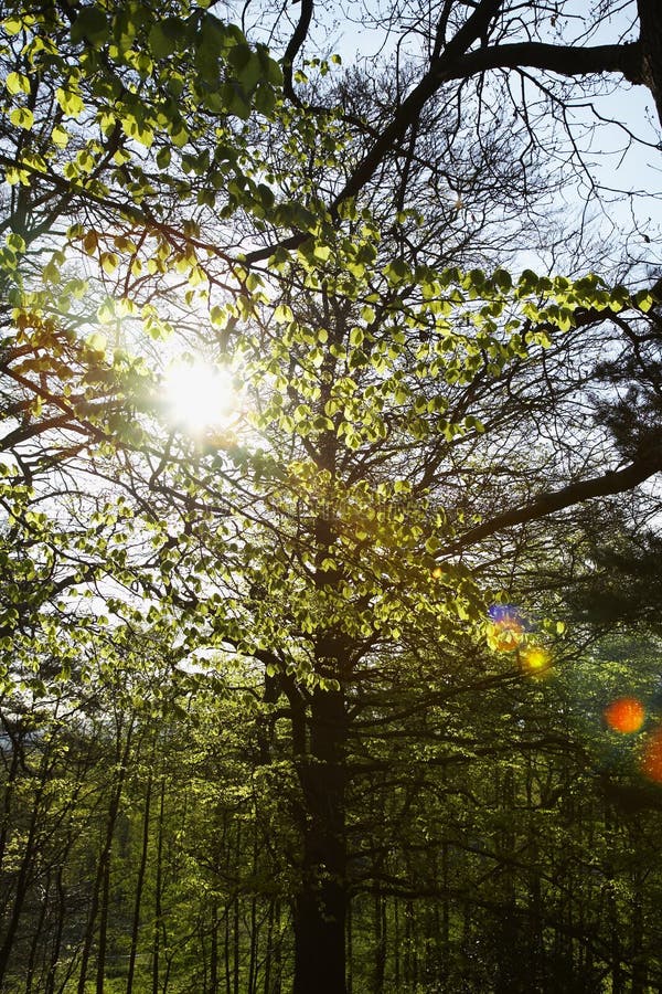 Sunlight in Trees stock image. Image of world, nature - 30849179