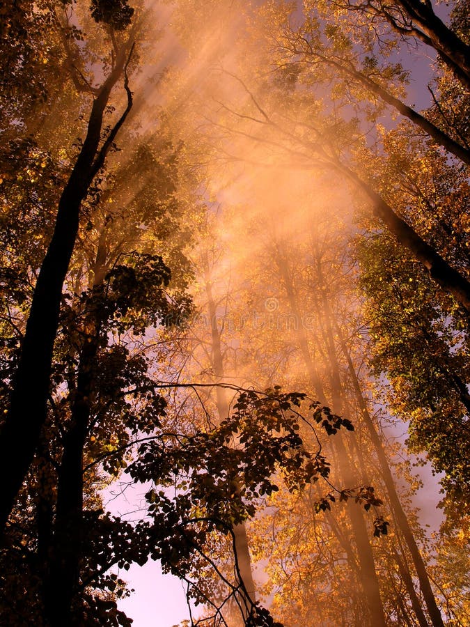 Sunlight in the trees stock photo. Image of sunset, plant - 3598498