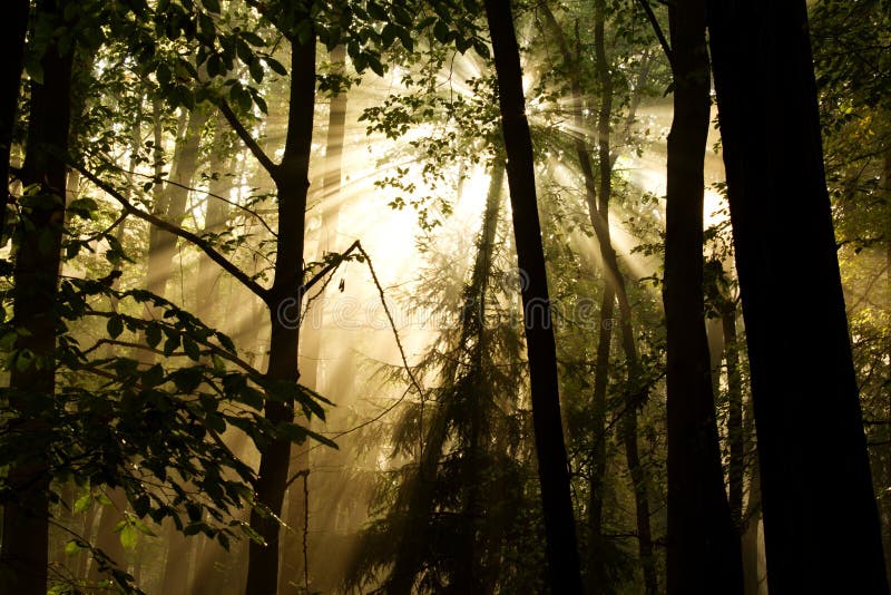 Sunlight through the trees stock image. Image of vegetation - 78423677