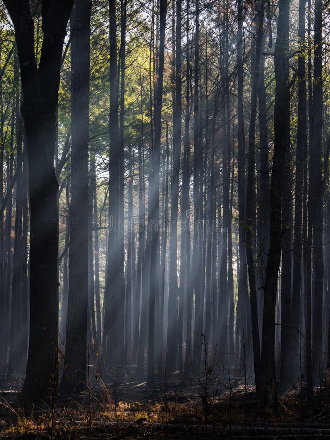 Sunlight through the Trees of a Charred Forest after Controlled Burn ...