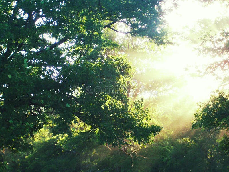 Sunlight through the Trees stock photo. Image of though - 171700288