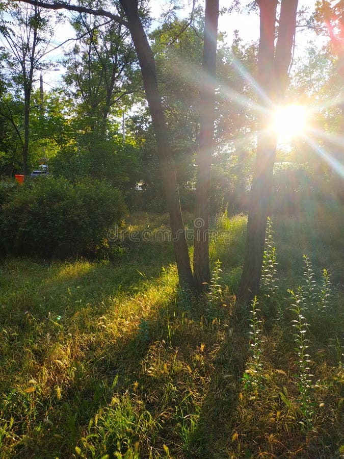Sunlight through trees stock image. Image of morning, light - 590317
