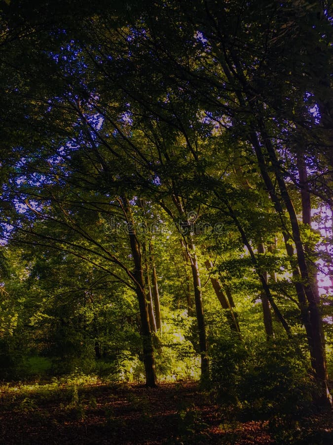 Sunlight through the trees stock photo. Image of sunlight - 119864310