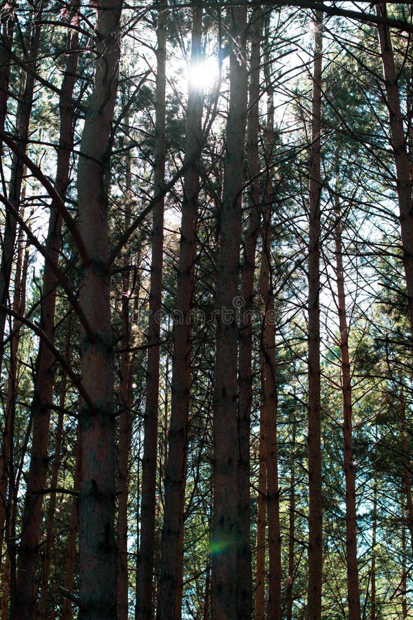 The Sunlight between the Trees in the Forest. a Walk in the Woods in ...