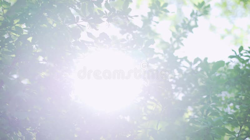 Sunlight in Trees of Green Summer Forest. the Sun through the Trees ...