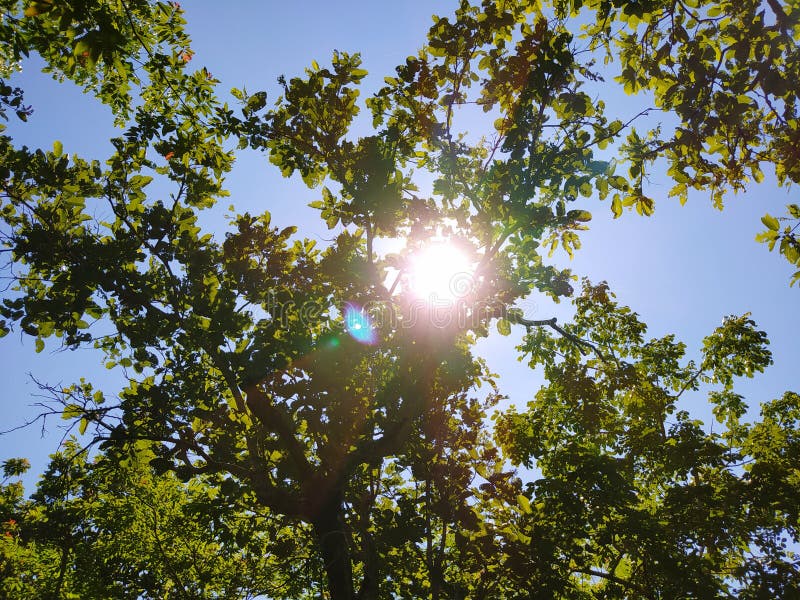 Sunlight through the Trees at Midday on Top Mountain Background Texture ...