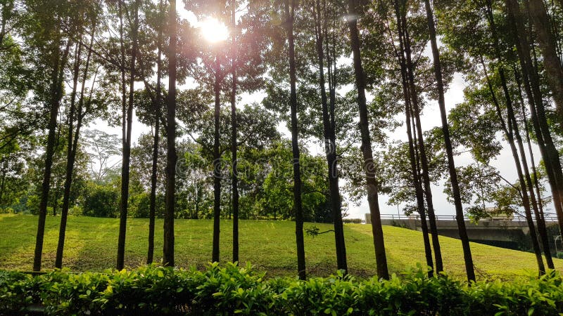 Sunlight between the trees stock image. Image of trees - 209008781