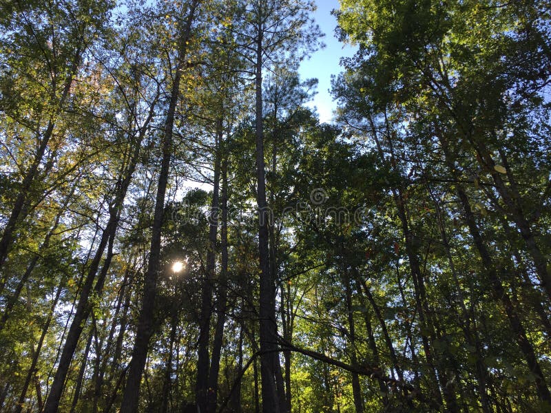 Sunlight through trees stock image. Image of peeking - 87978575