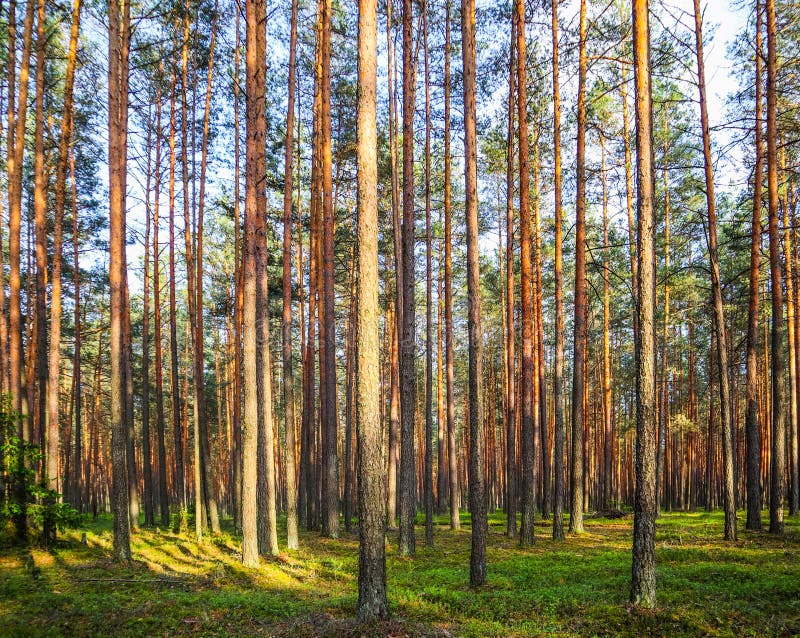 Sunlight on Trees in a Pine Forest at Sunset. Summer Nature Landscape ...