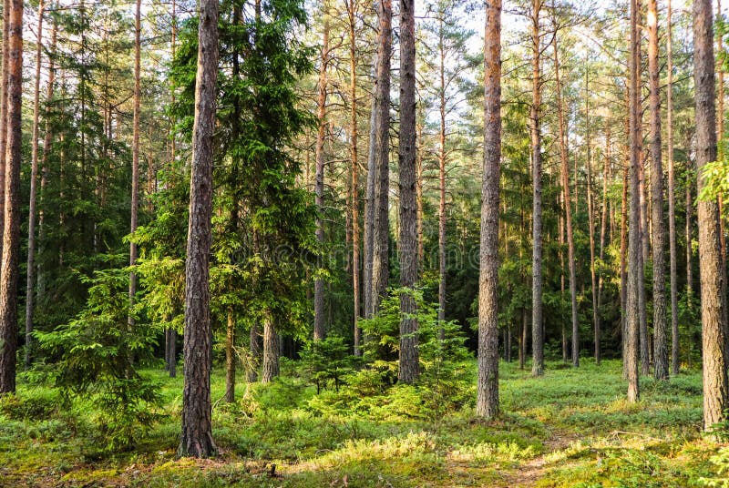 Sunlight on Trees in a Pine Forest at Sunset Stock Image - Image of ...