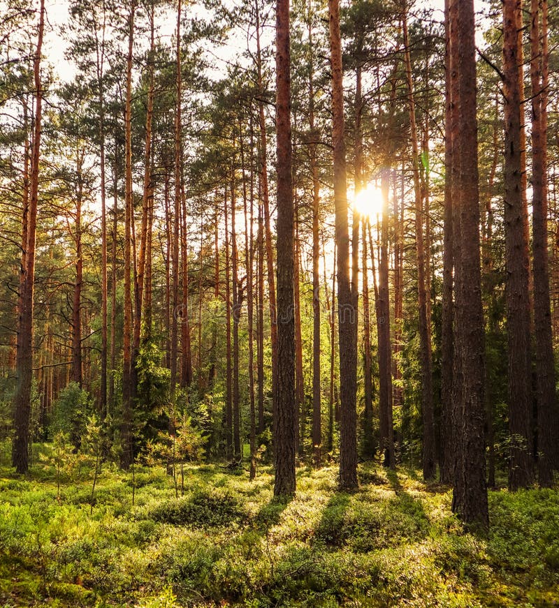 Sunlight on Trees in a Pine Forest at Sunset Stock Image - Image of ...