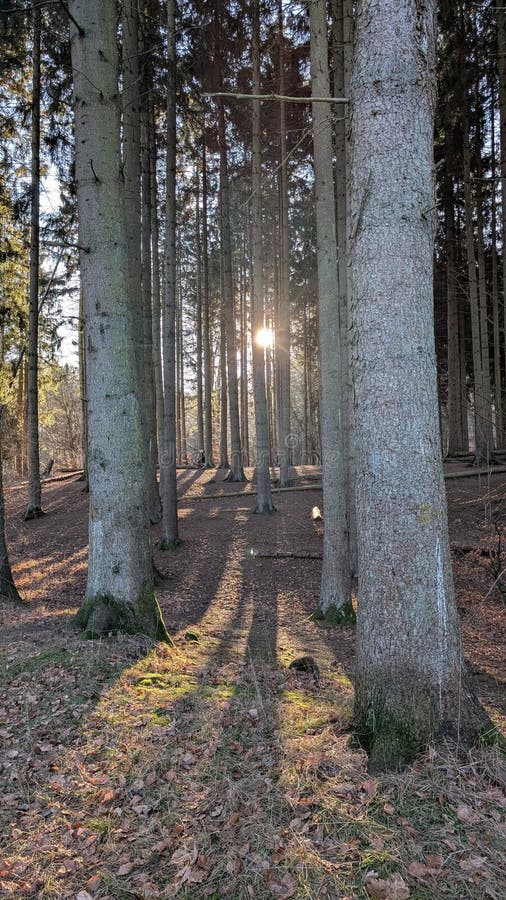 Sunlight through the Trees with Shadows Stock Photo - Image of park ...