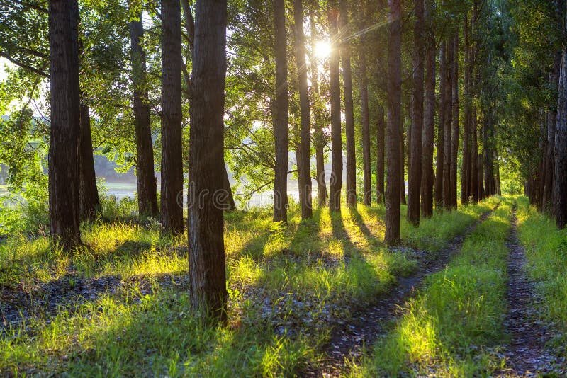 Sunlight through the trees stock photo. Image of sunlight - 145219726